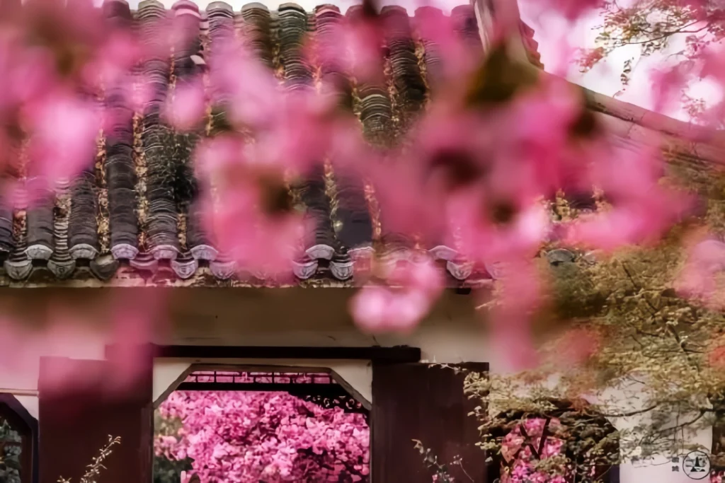 Hanfu Flower Culture: 5 Ancient Chinese Ways to Enjoy Blooms